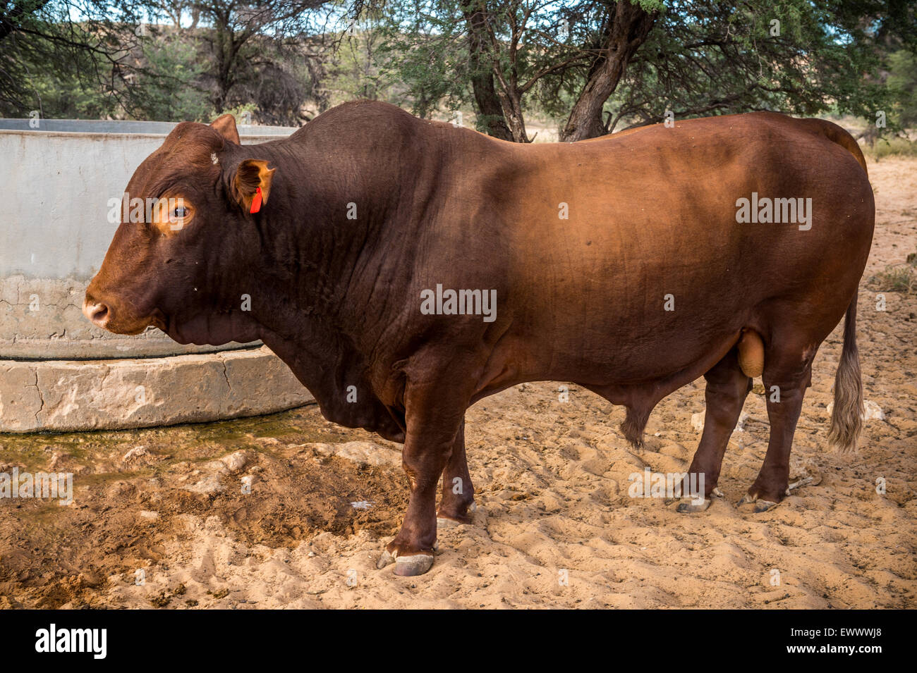 Koes, Namibia, Africa - Bonsmara Bull on cattle farm Stock Photo - Alamy