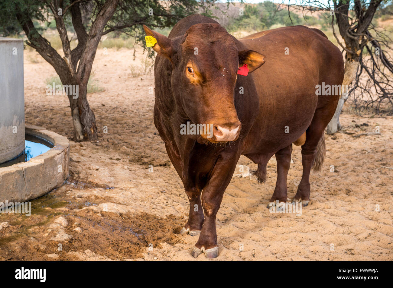 Namibia - Cows on farm in Africa, Bosmara Bull Stock Photo - Alamy