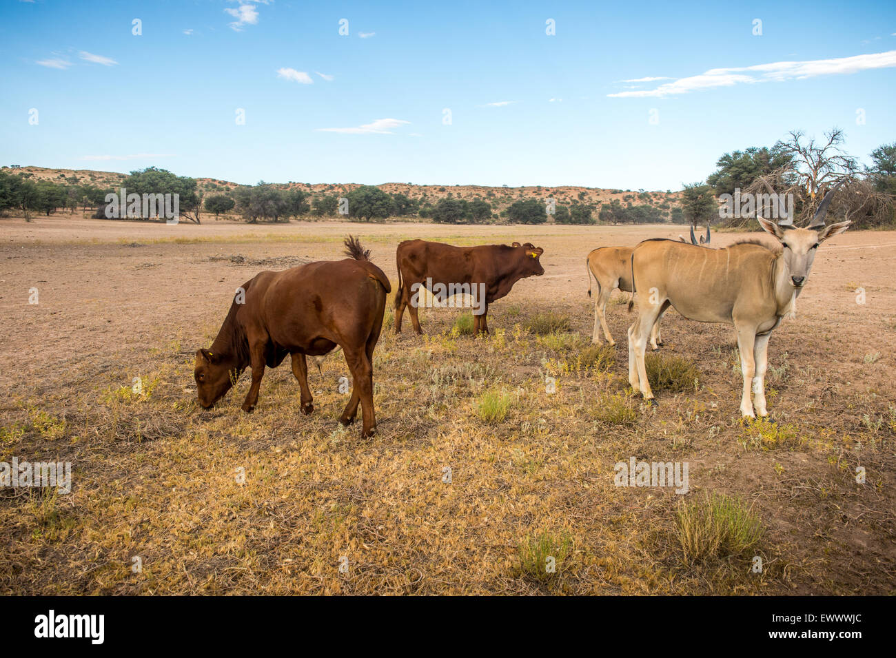 Game farm hi-res stock photography and images - Alamy