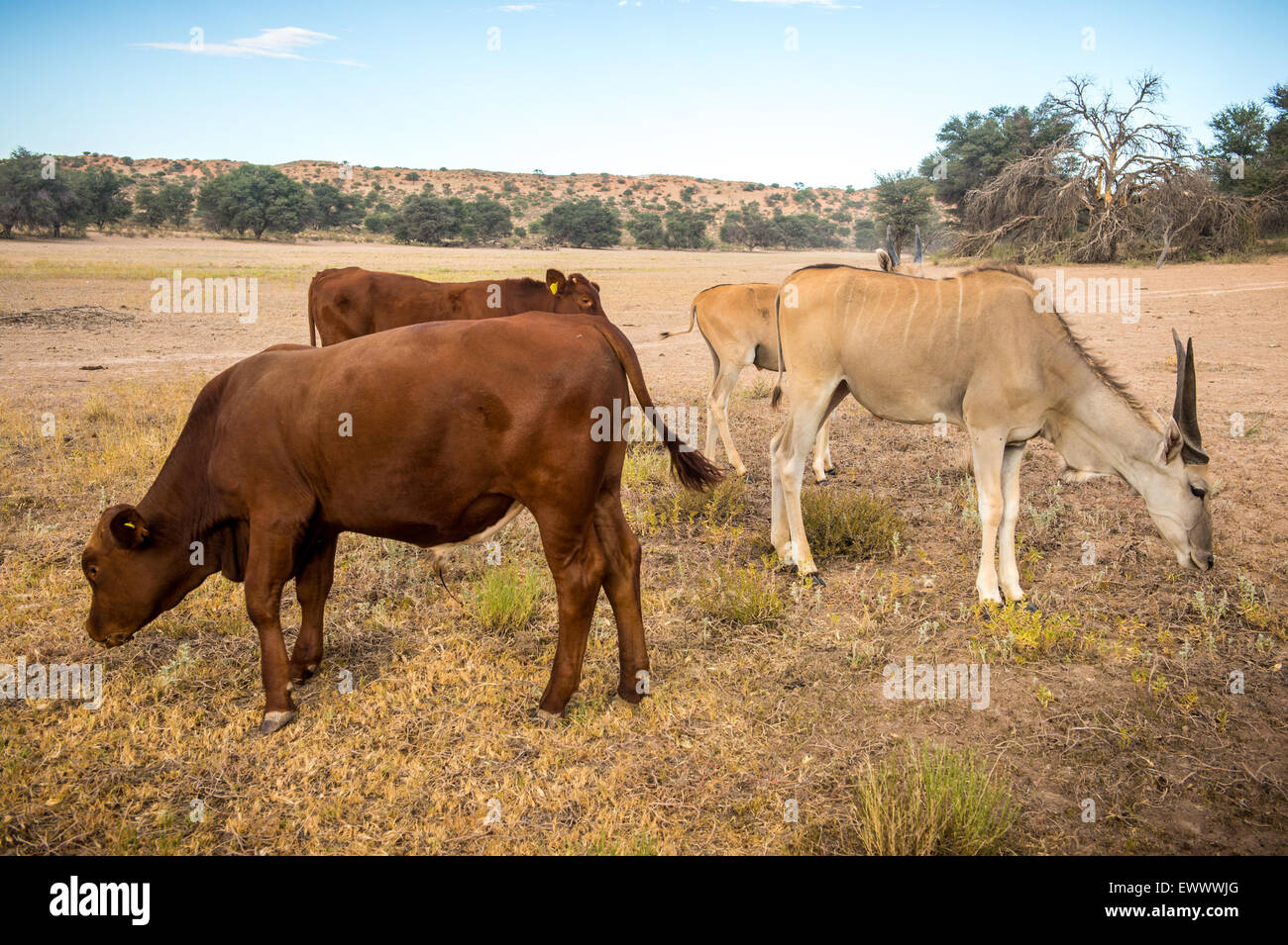 Koes namibia africa commercial game hi-res stock photography and images ...