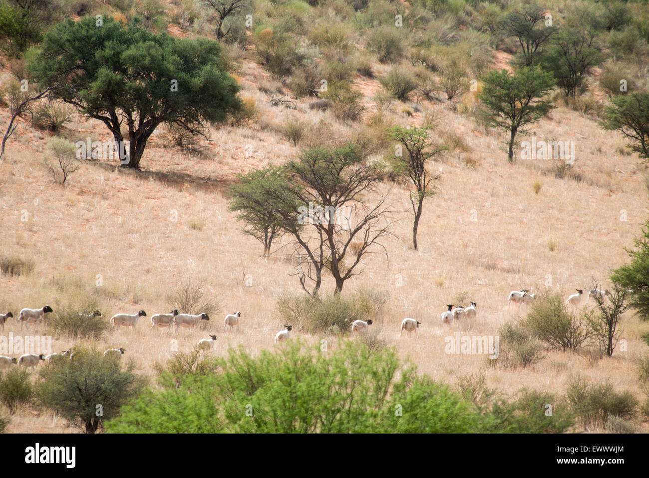 Namibia, Africa - Dorper sheep running in lines through African ...