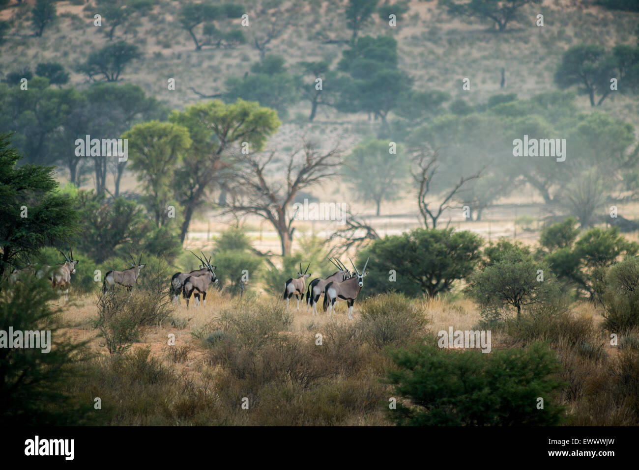Koes, Namibia, Africa - Commercial game Farm Gemsbok (Oryx gazella ...