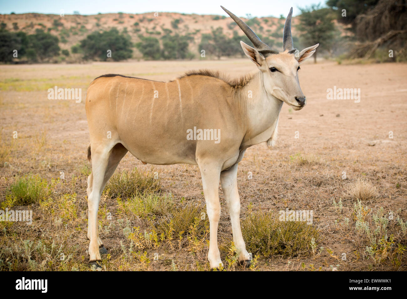 Namibian agriculture hi-res stock photography and images - Alamy