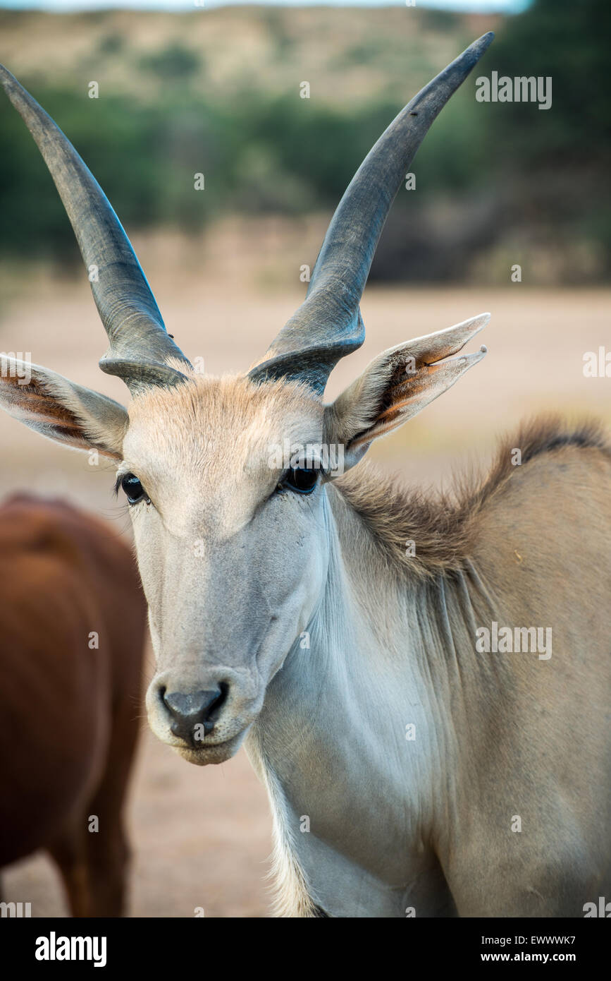 Namibian agriculture hi-res stock photography and images - Alamy