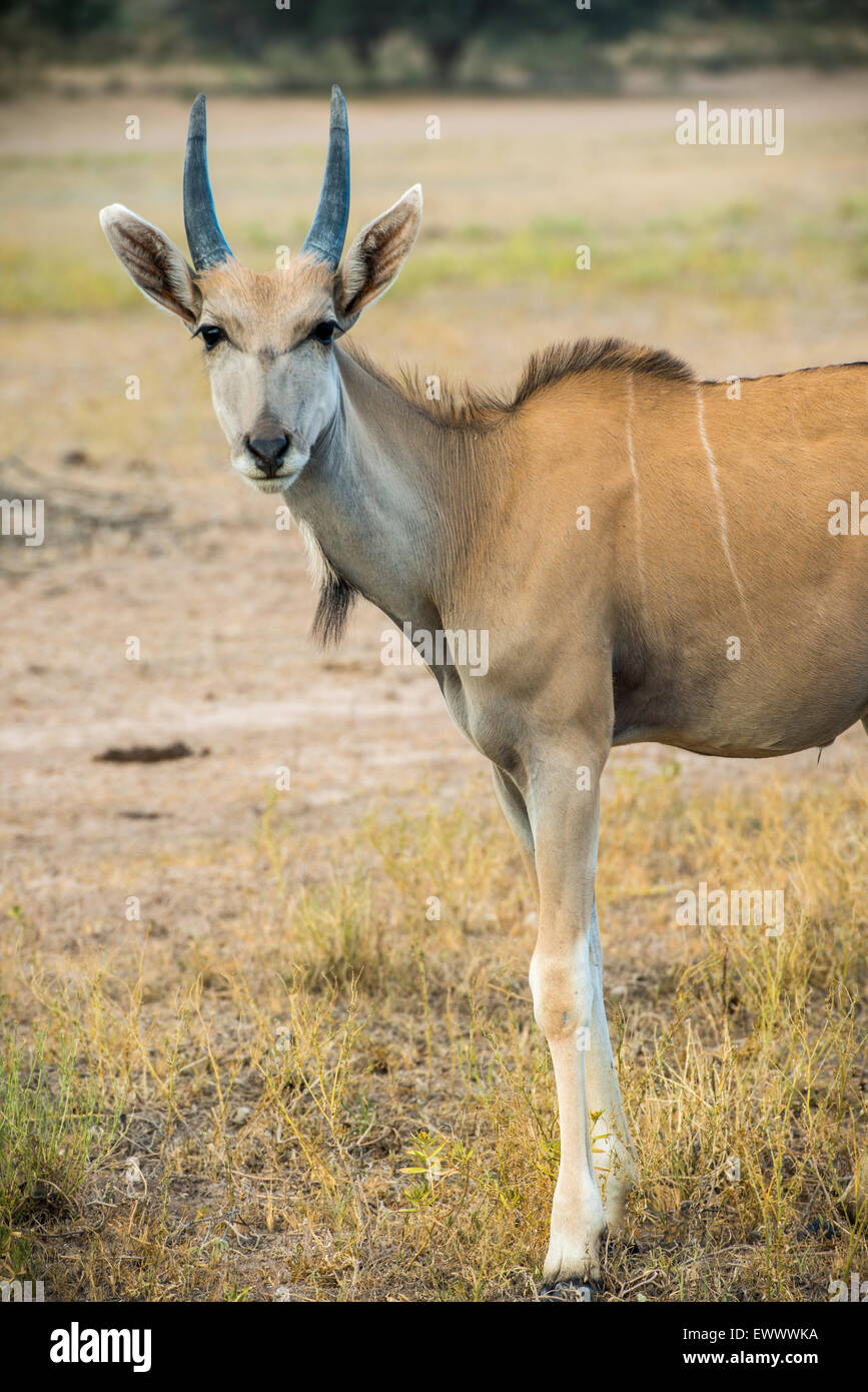 Koes, Namibia, Africa - Commercial game Farm common eland (Taurotragus ...