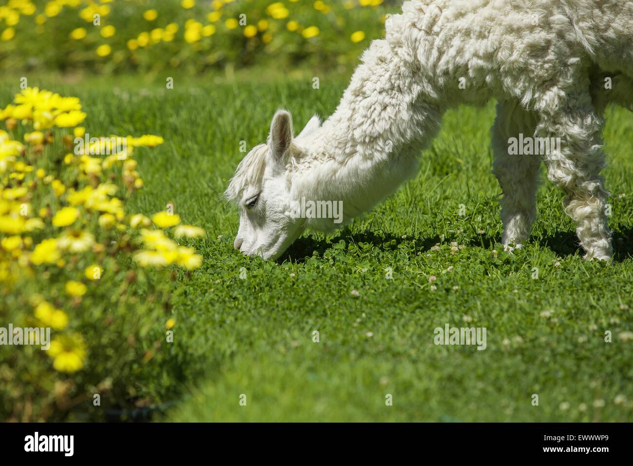 Llama baby hi-res stock photography and images - Alamy