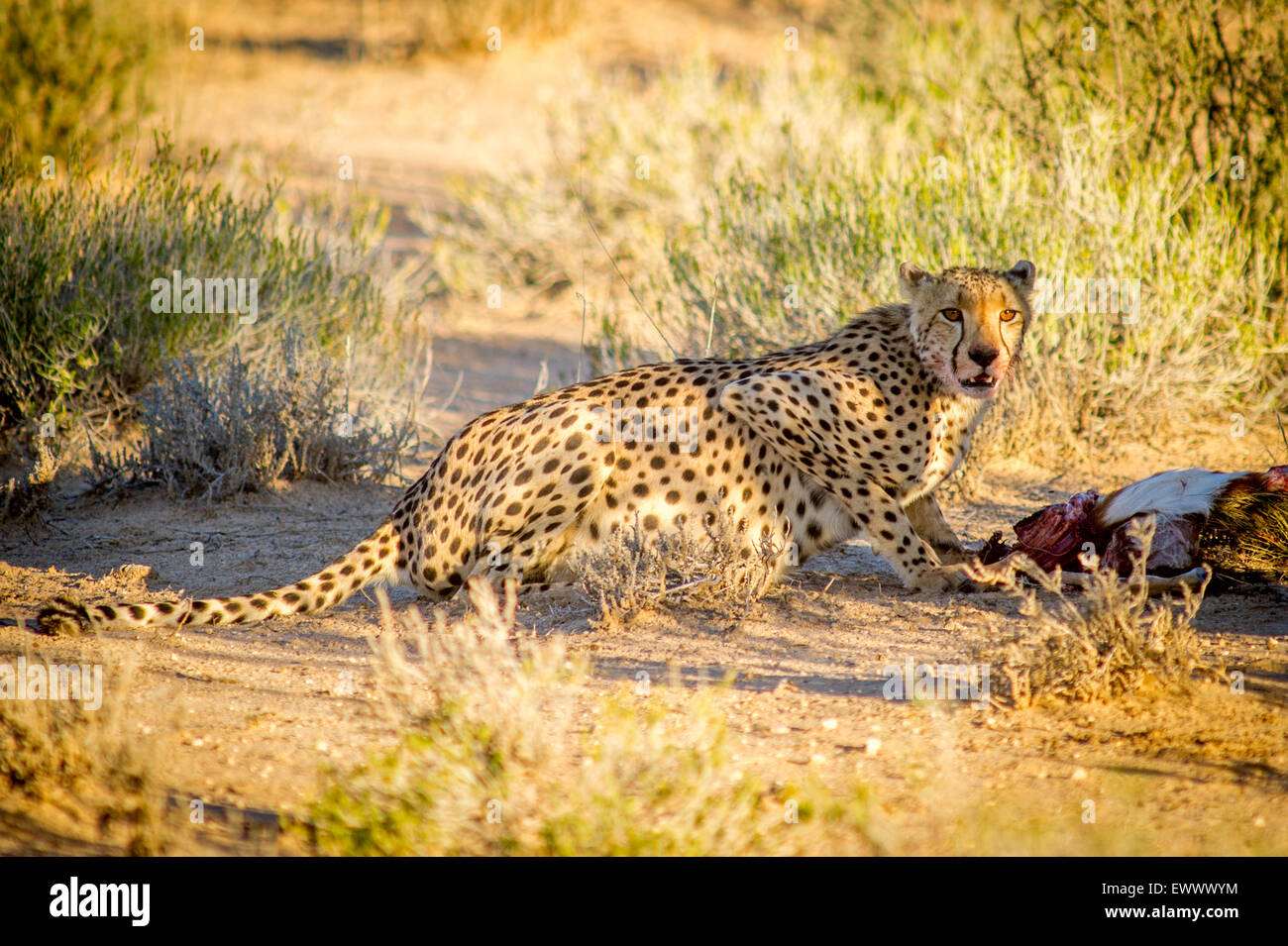 Springbok and cheetah hi-res stock photography and images - Alamy