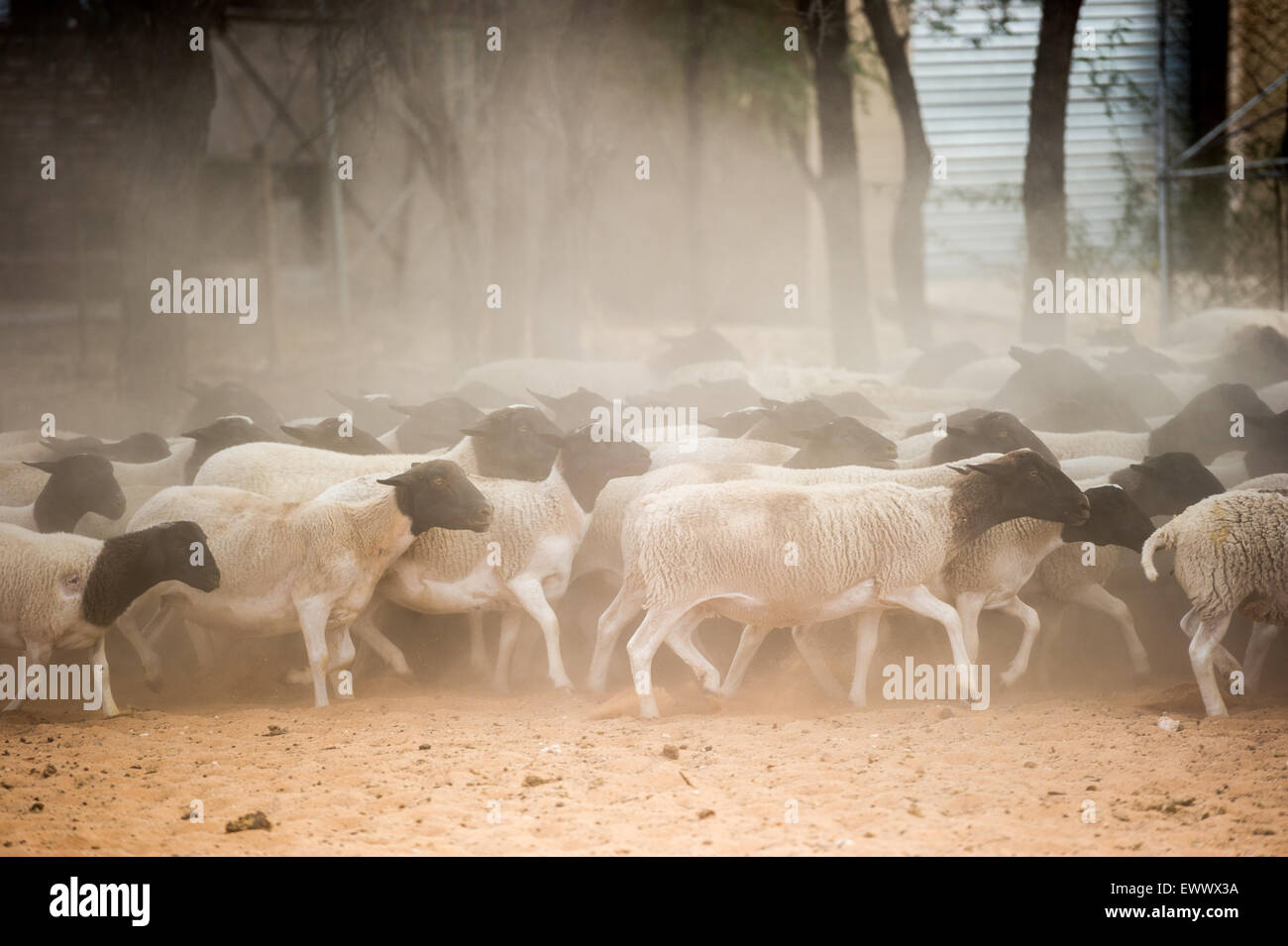 Koes, Namibia, Africa - Dorper sheep being herded into corral on ...