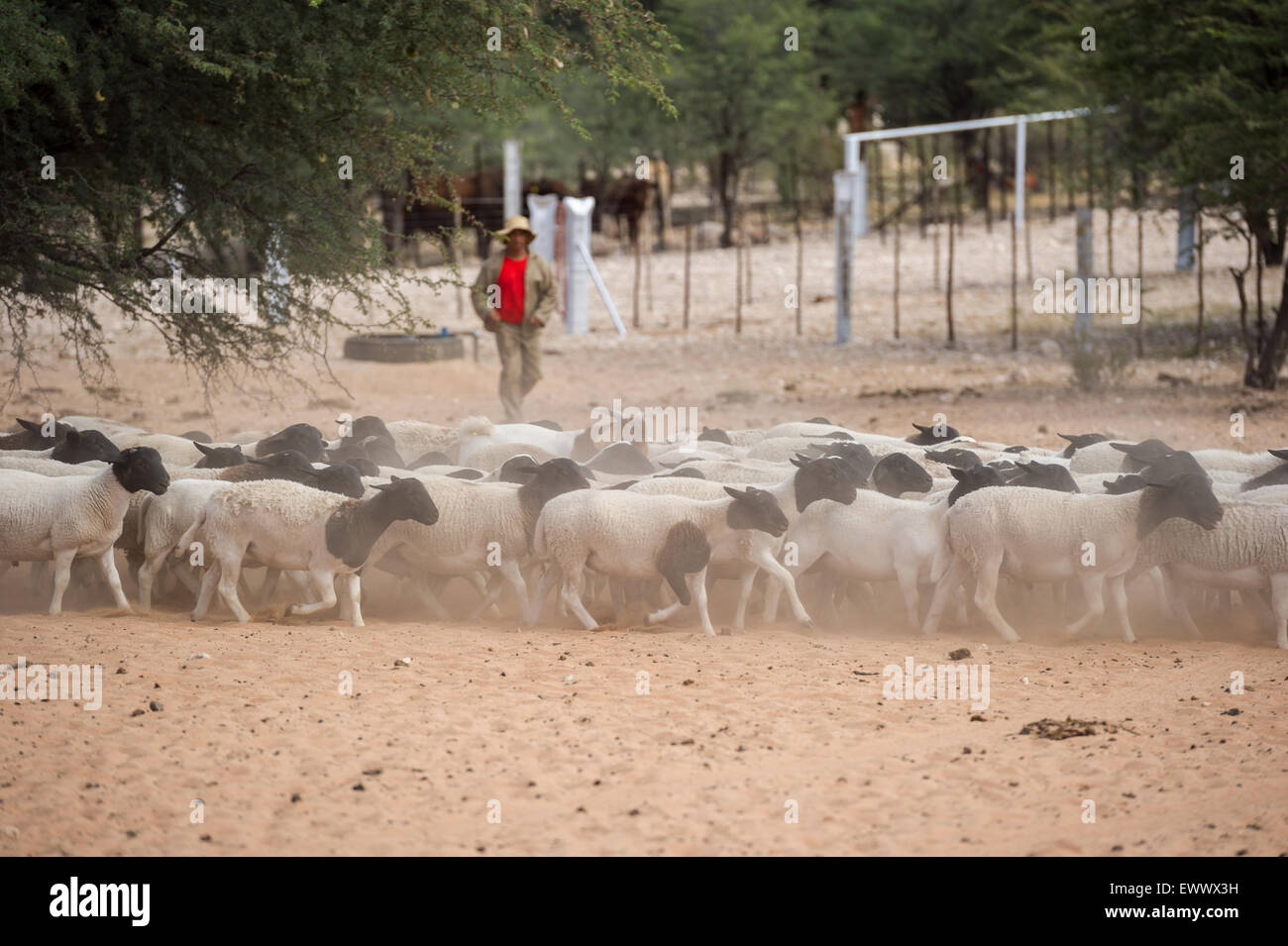 Namibia - Sheep on farm in Africa Stock Photo - Alamy