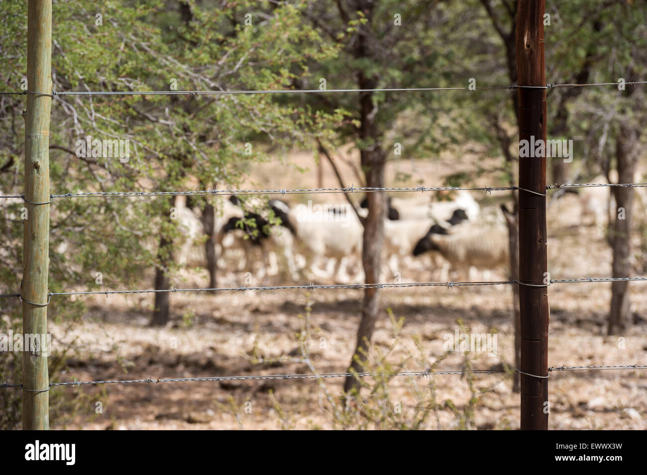 Caged sheep hi-res stock photography and images - Alamy