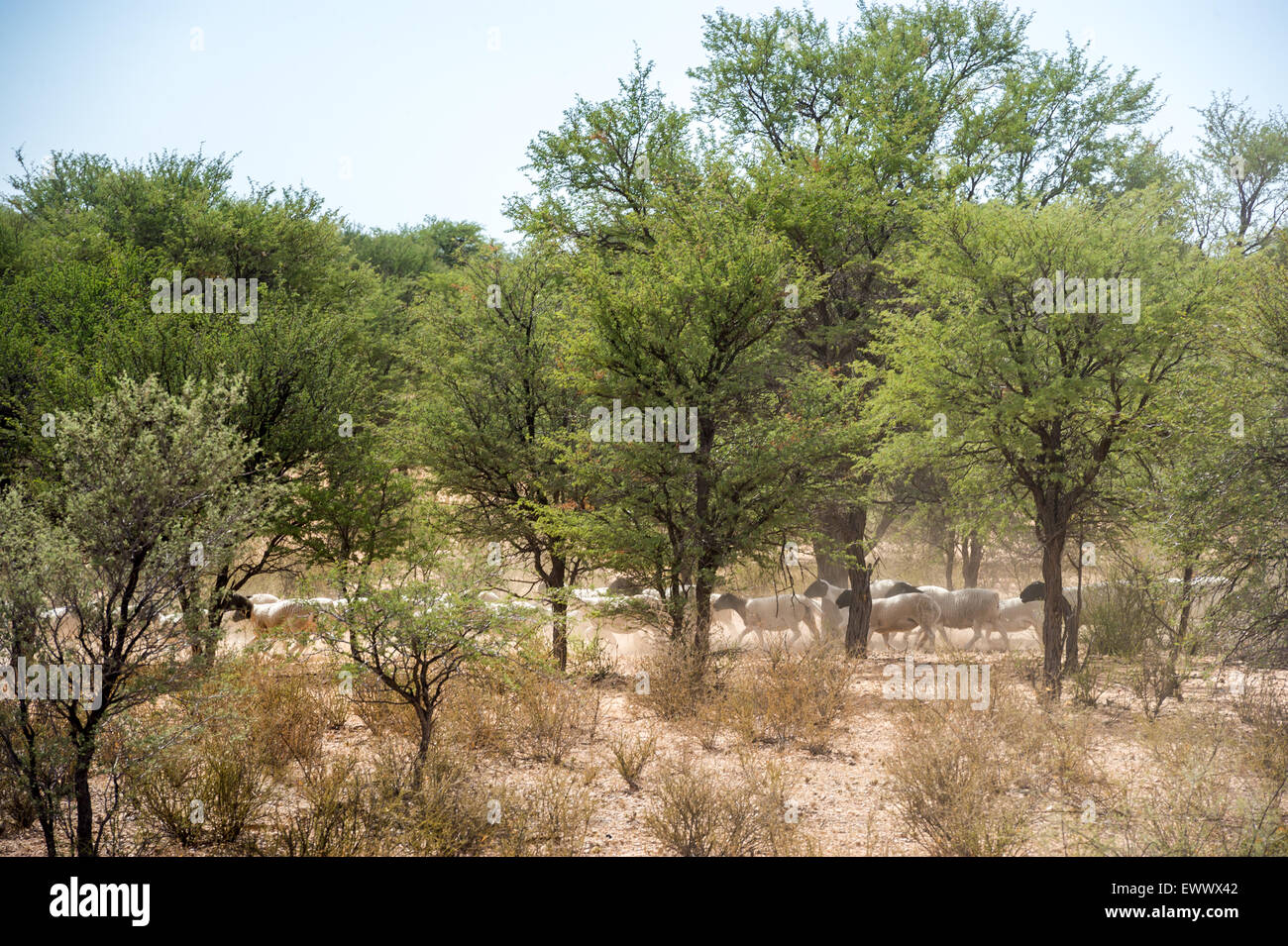 Namibia - Sheep on farm in Africa Stock Photo - Alamy