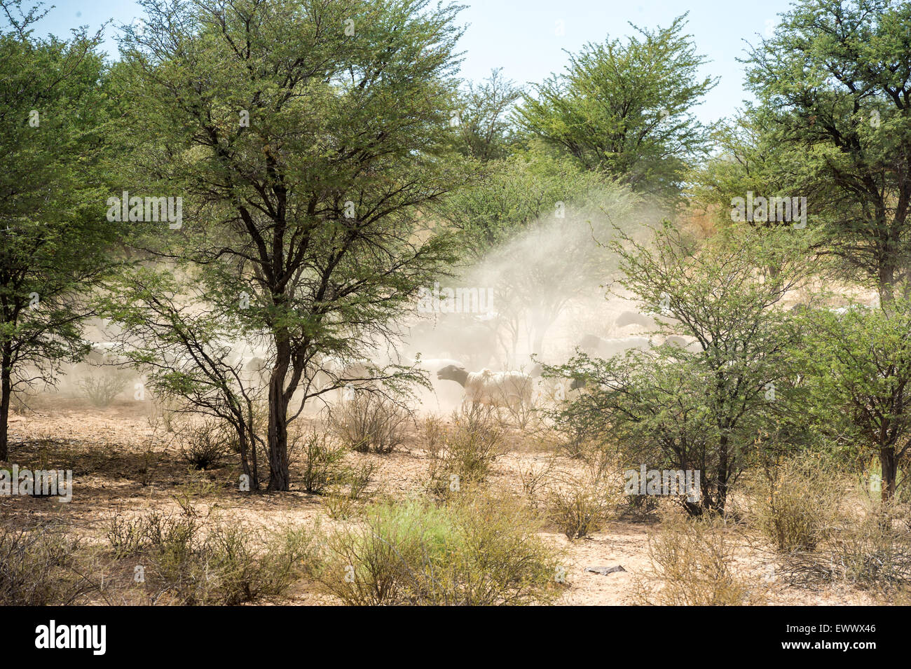Namibia - Sheep on farm in Africa Stock Photo - Alamy