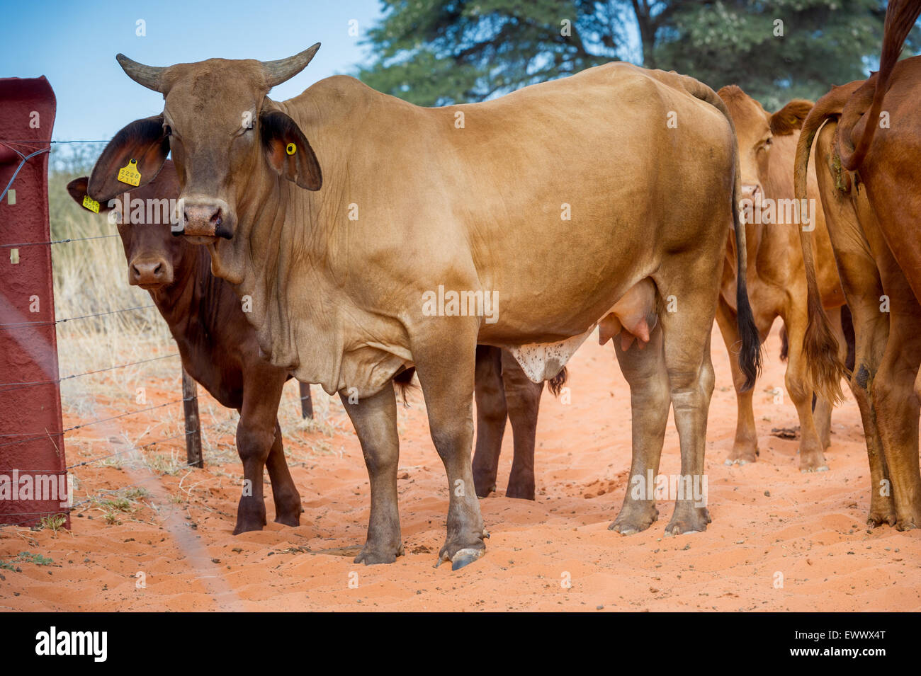 Namibia - Beef Cattle on farm in Africa Stock Photo - Alamy