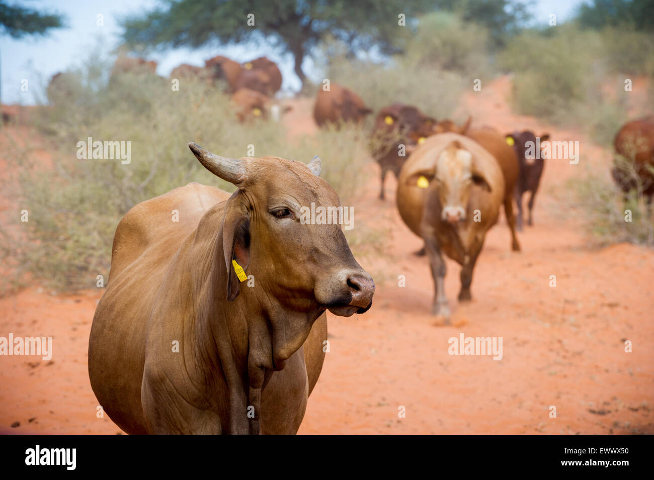 Namibia - Beef Cattle on farm in Africa Stock Photo - Alamy