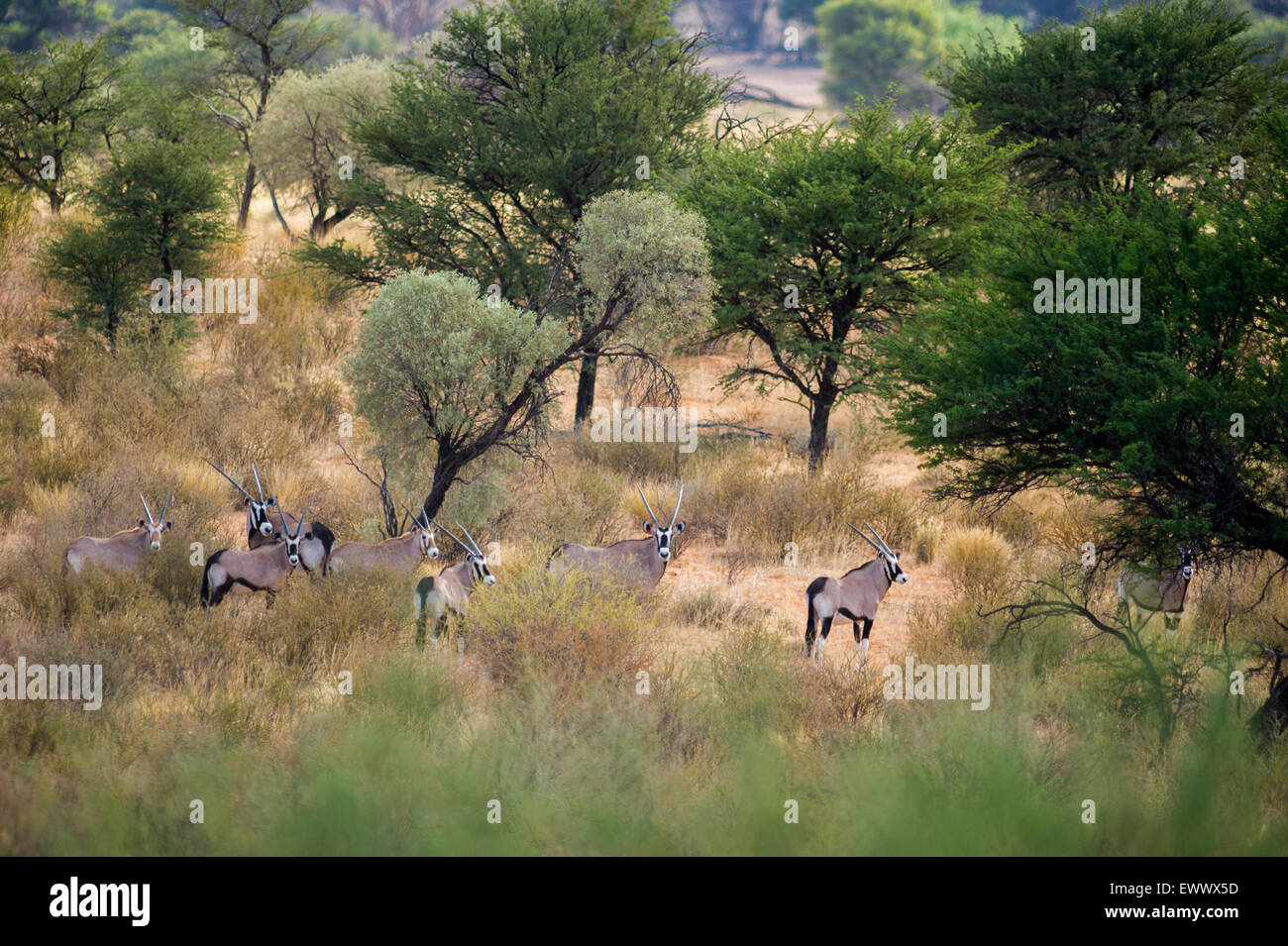 Gemsbok hi-res stock photography and images - Alamy