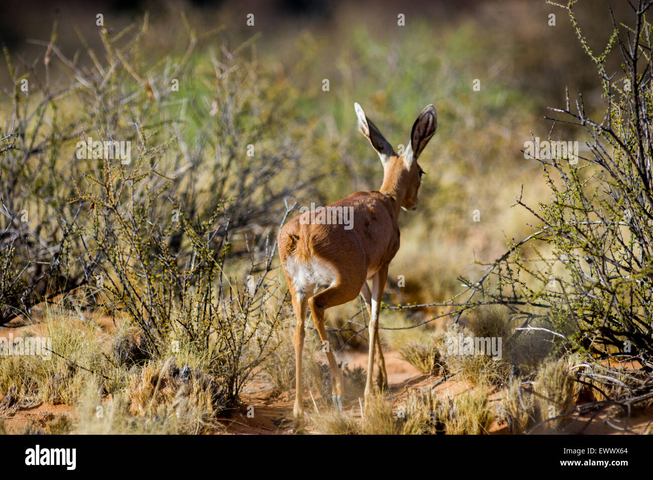 Namibia Africa- steenbok (Raphicerus campestris Stock Photo - Alamy