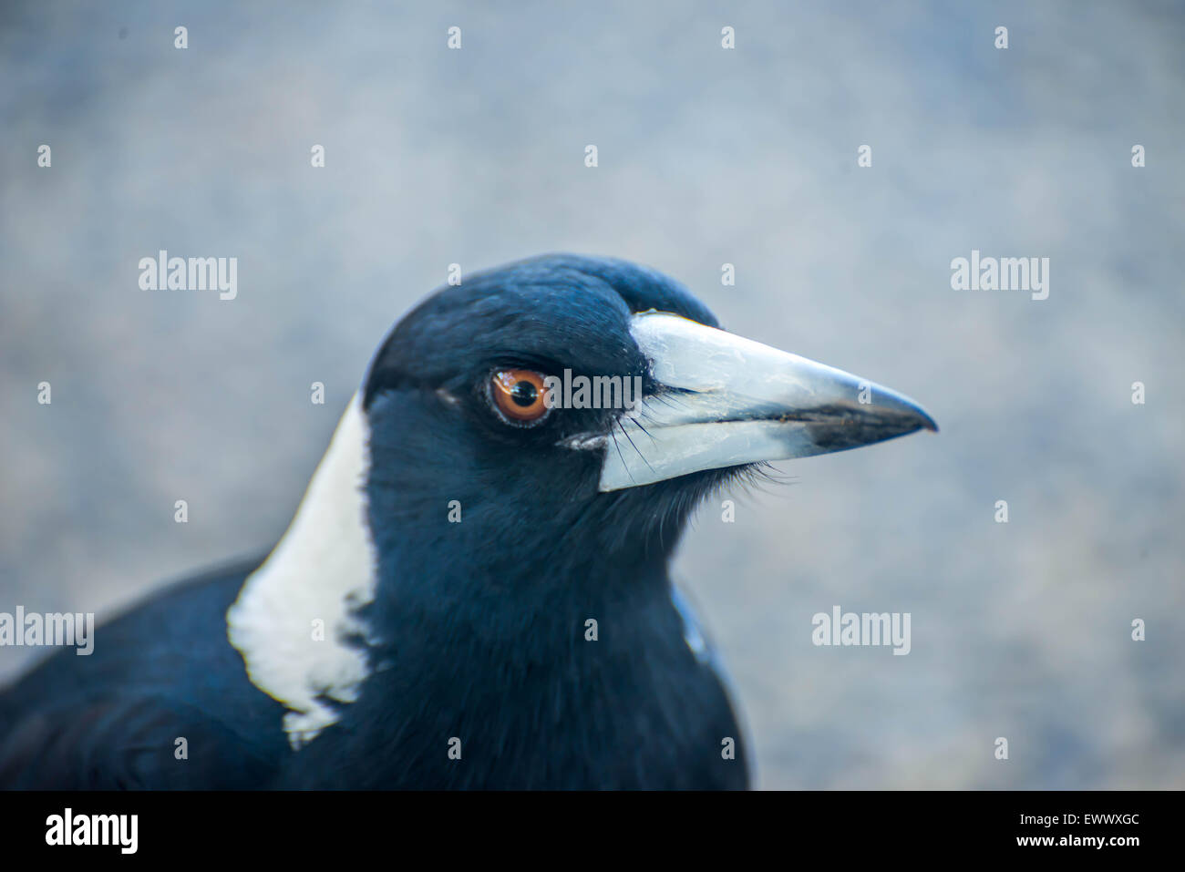 Magpie close hi-res stock photography and images - Alamy