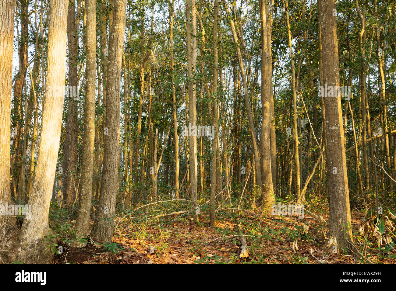 Nc trees hi-res stock photography and images - Alamy