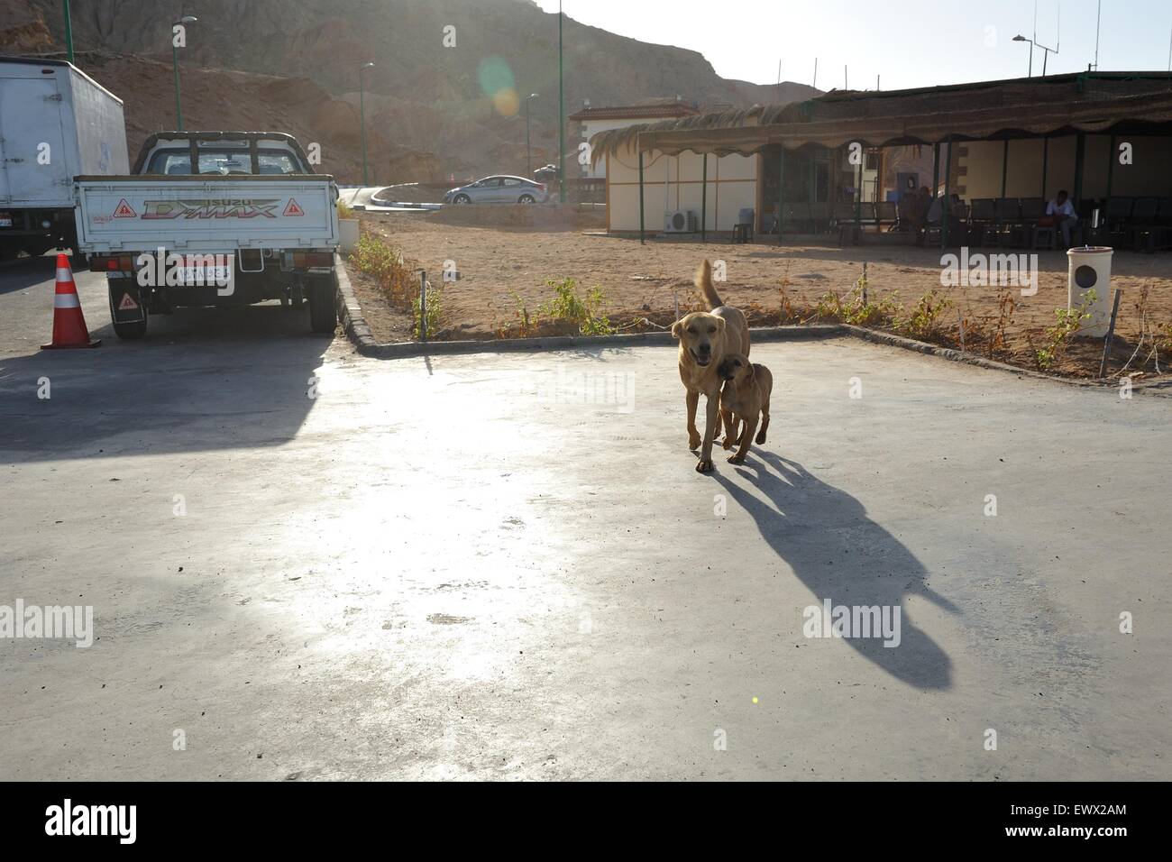 Dog south africa street hi-res stock photography and images - Alamy