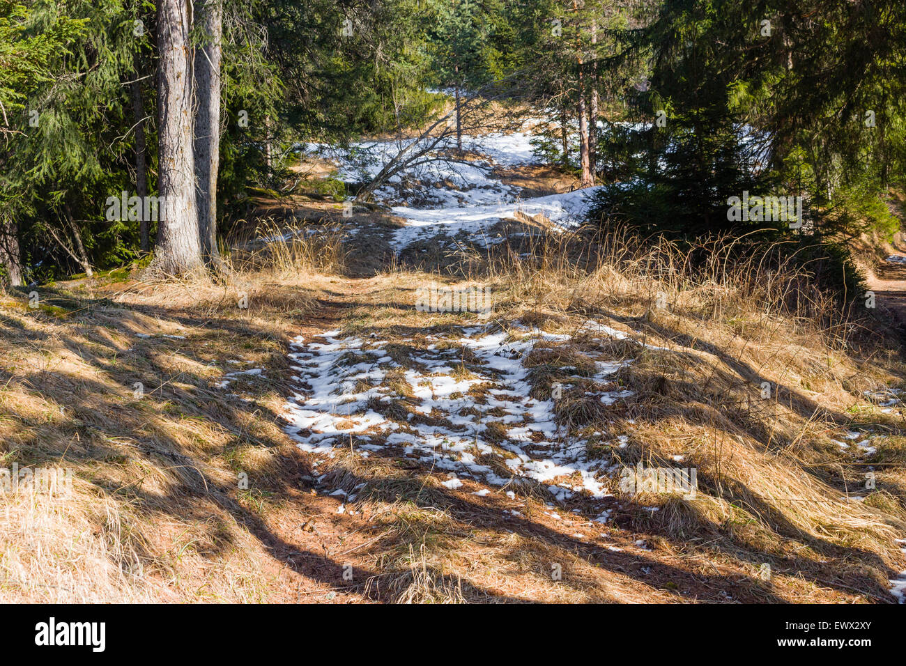 Brown footpath in a forest of green pines and firs on Dolomites snowy ...