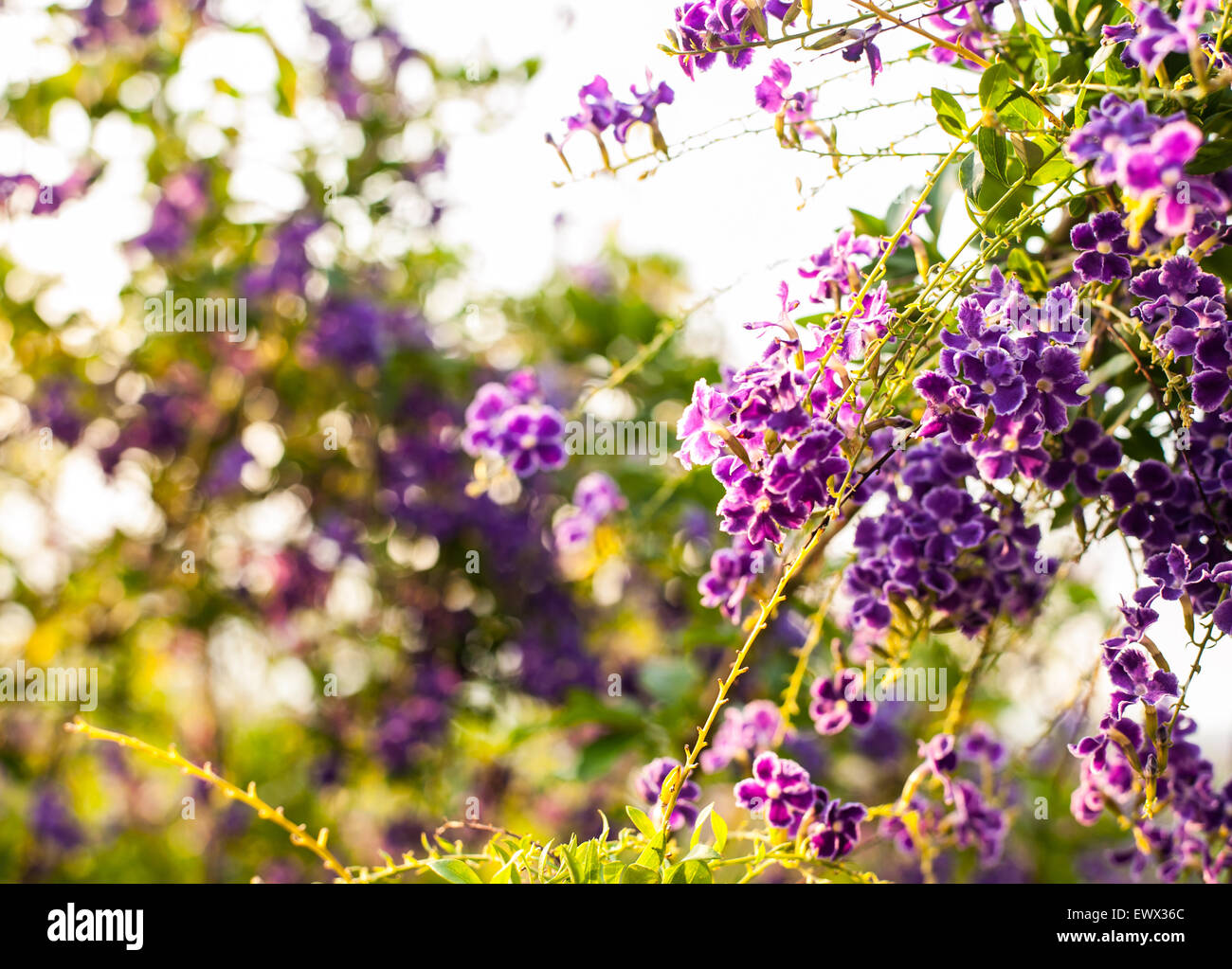 Colorful flower background hi-res stock photography and images - Alamy