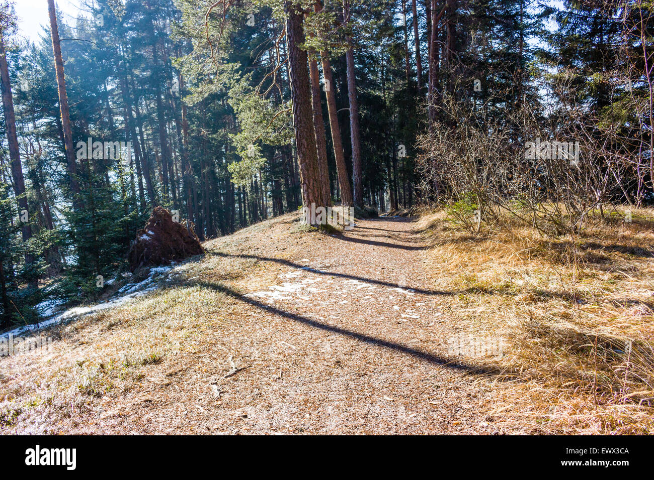 Brown footpath in a forest of green pines and firs on Dolomites snowy ...
