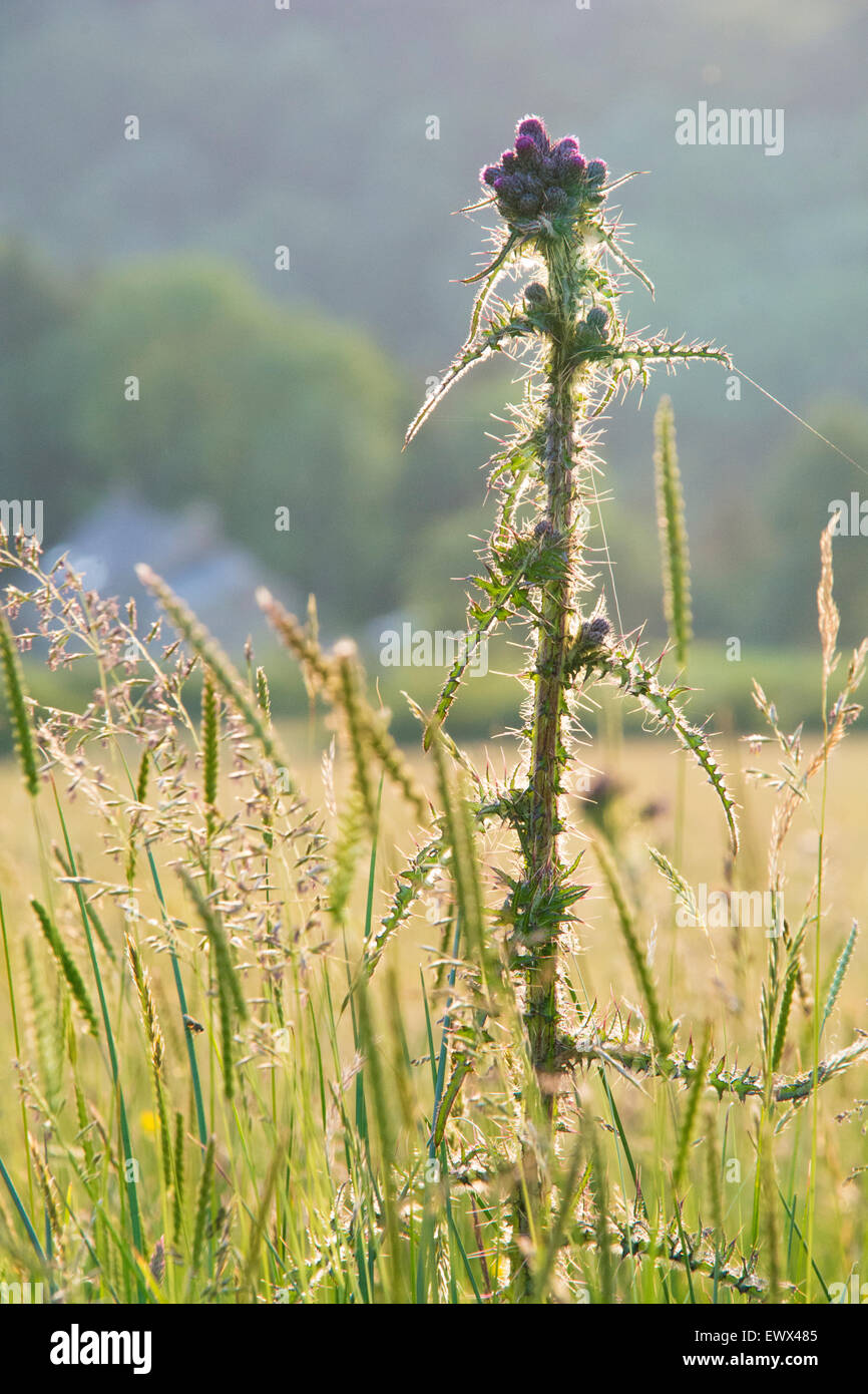 Thistle in field Stock Photo - Alamy