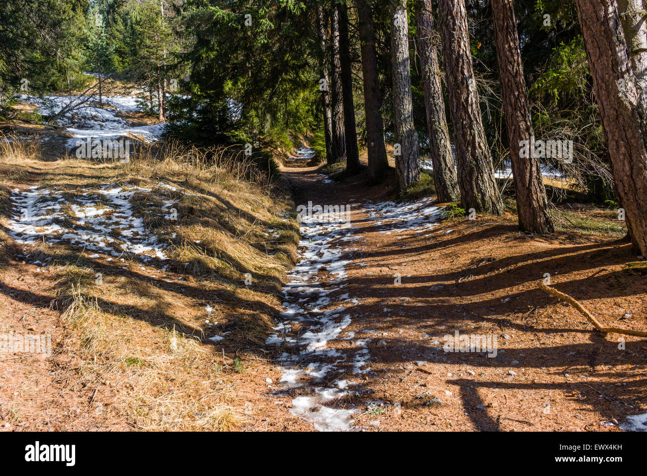Brown footpath in a forest of green pines and firs on Dolomites snowy ...