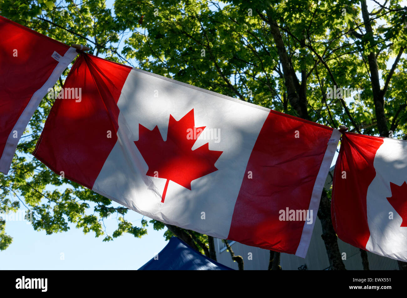 Canadian flags decorate trees at the 2015 Canada Day celebrations on ...