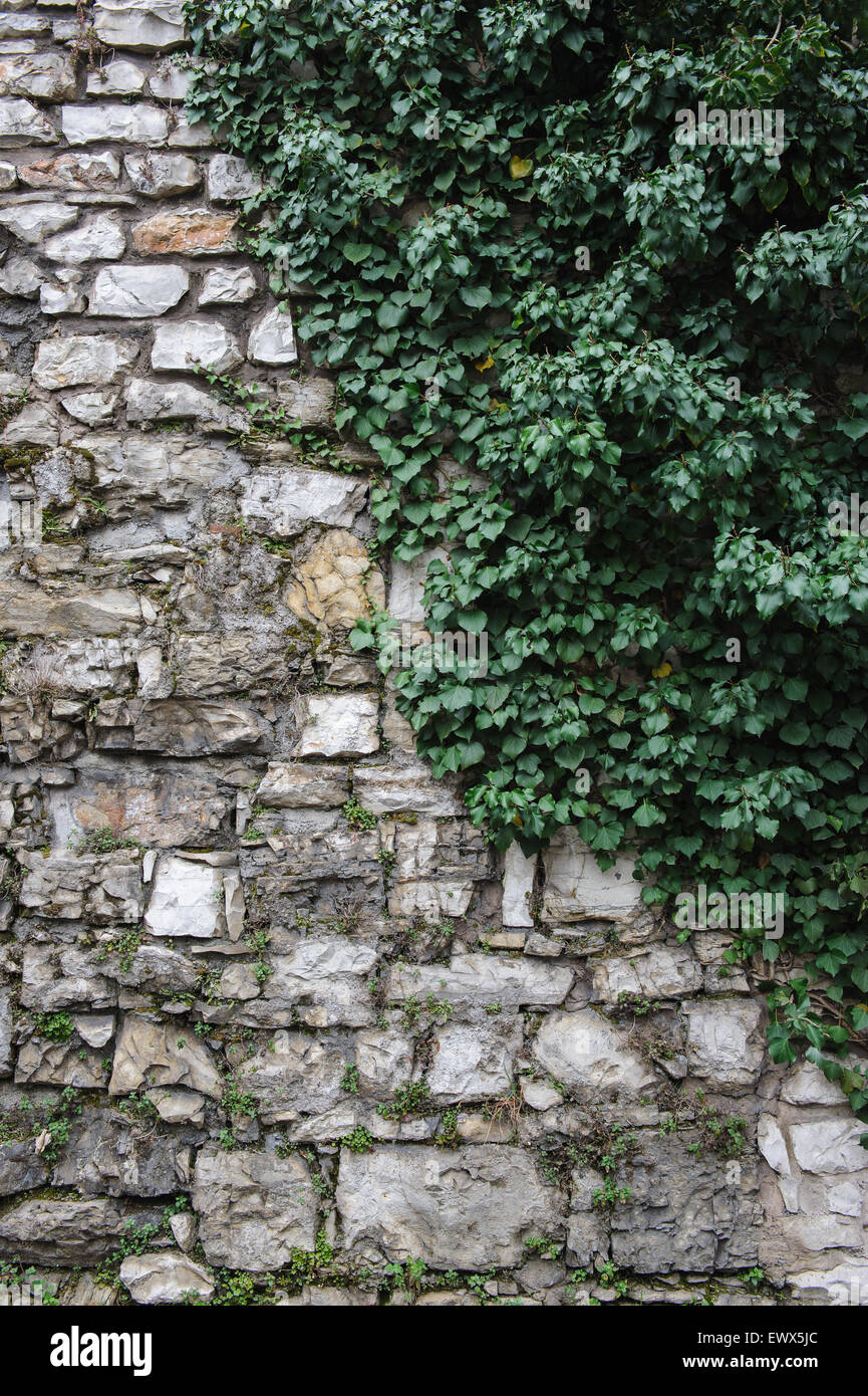 stone wall, overgrown with greenery Stock Photo - Alamy