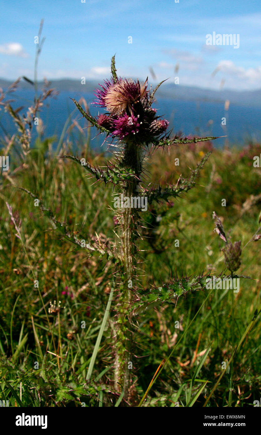 Sheeps Head Lighthouse, Coomacullen, Tooreen, Ireland Stock Photo - Alamy