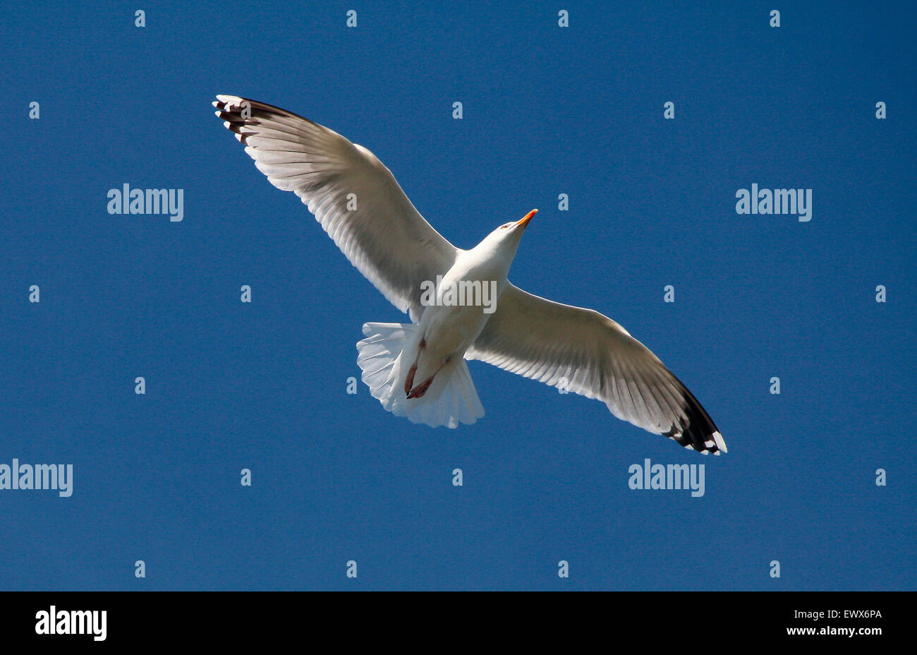 sea, seagull, gull, Sheeps Head Lighthouse, Coomacullen, Tooreen ...
