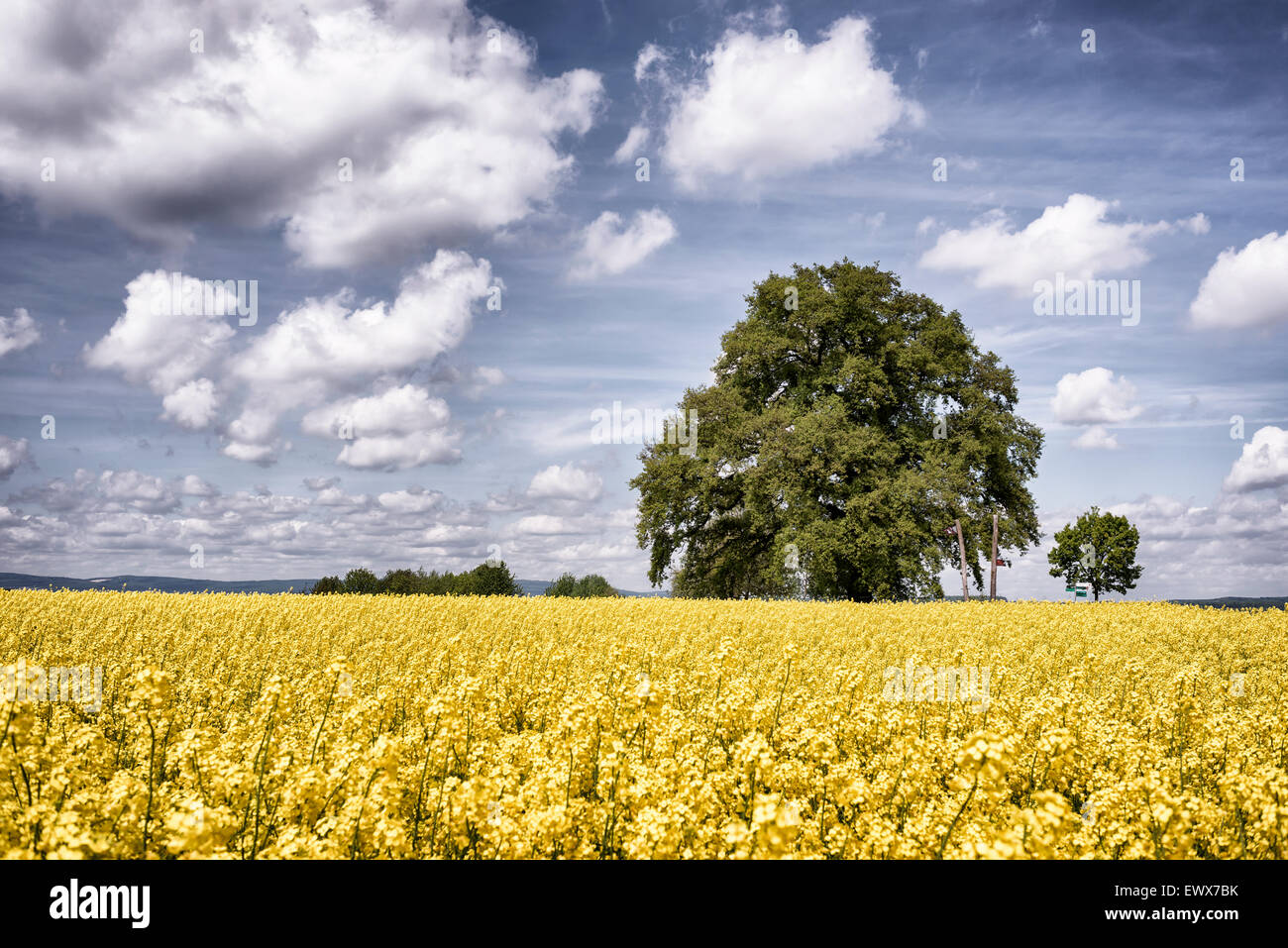 Blooming rapeseed field (Brassica napus) on the High Road, Lausbaum on ...