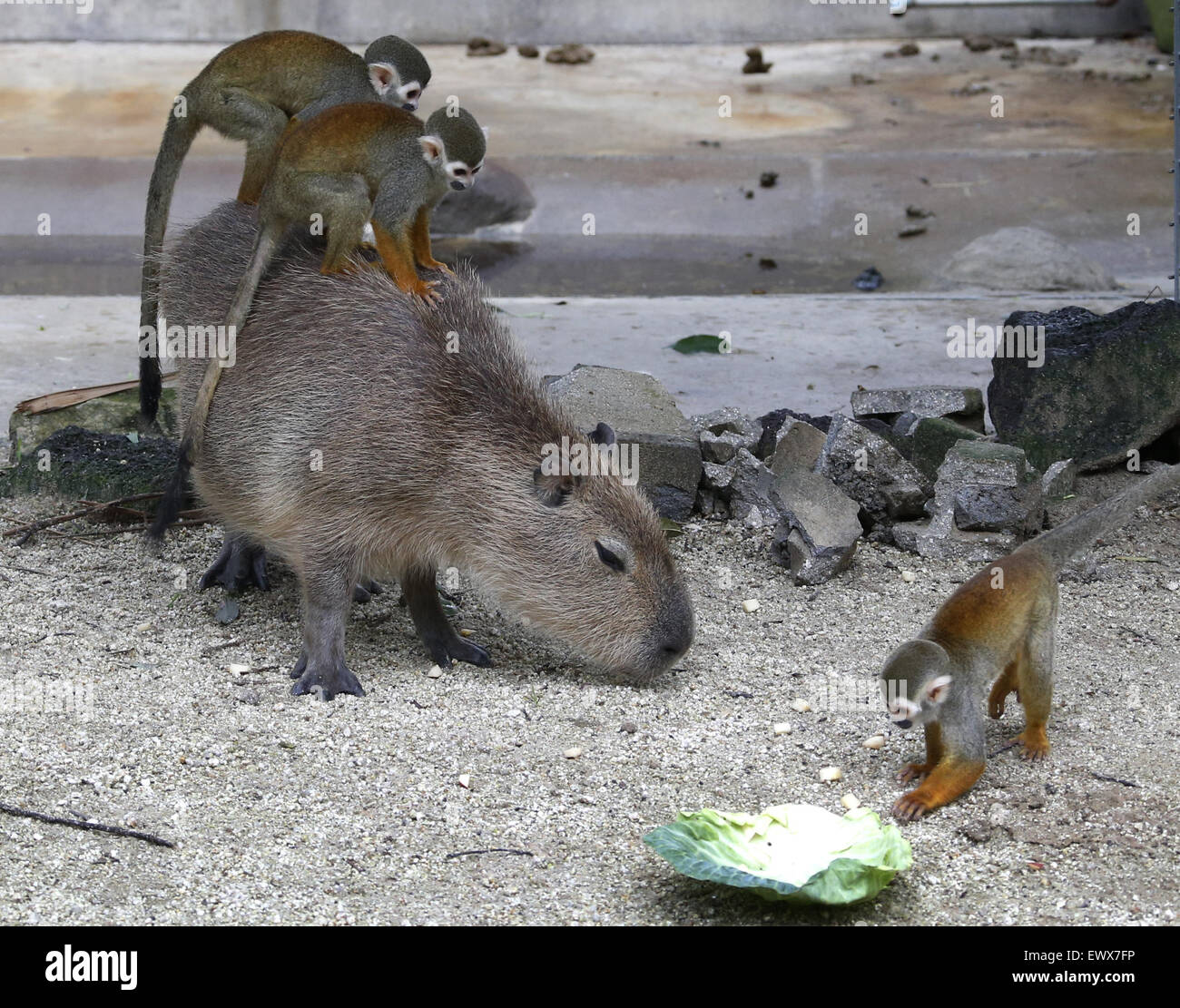 Saitama, Japan. 2nd July, 2015. A capybara eats with squirrel monkeys ...