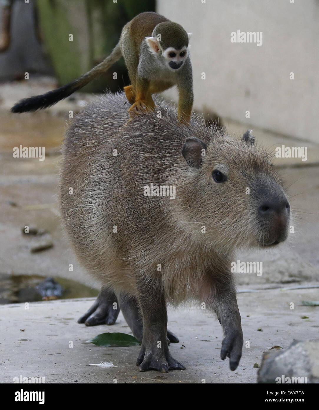 Tobu zoo hi-res stock photography and images - Alamy