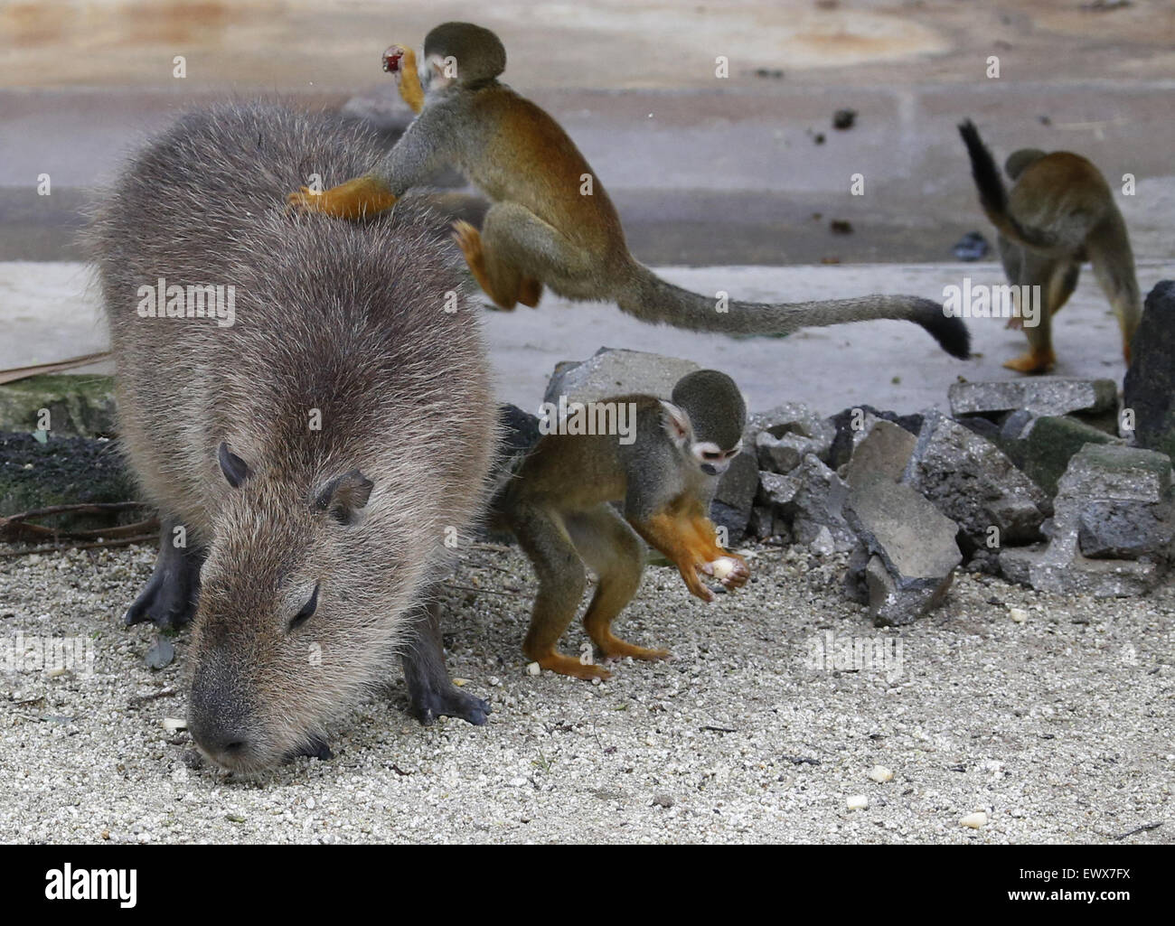 Saitama, Japan. 2nd July, 2015. A capybara eats as a squirrel monkeys ...