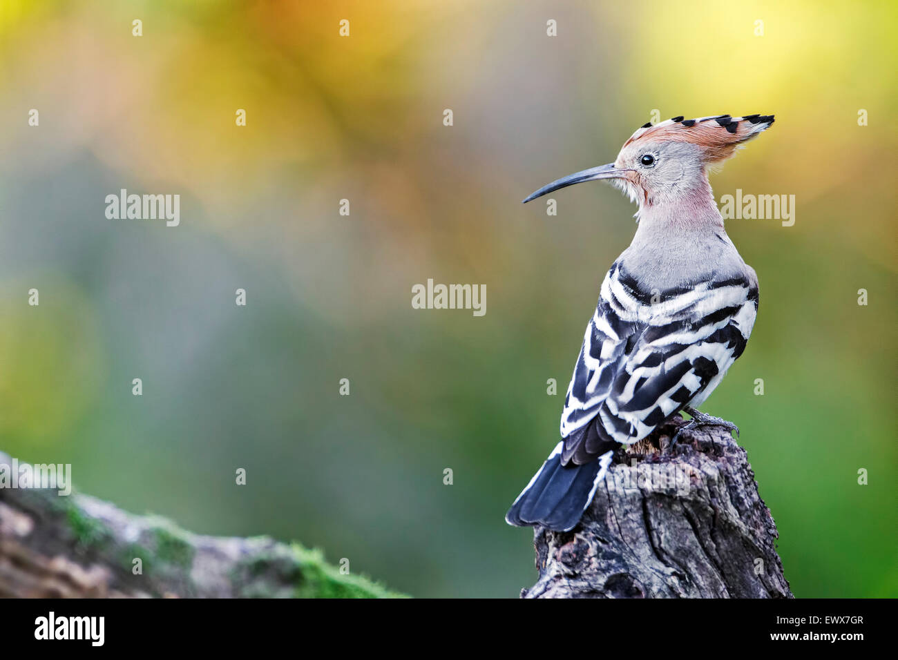 Hoopoe (Upupa epops), female, Tuscany, Italy Stock Photo - Alamy