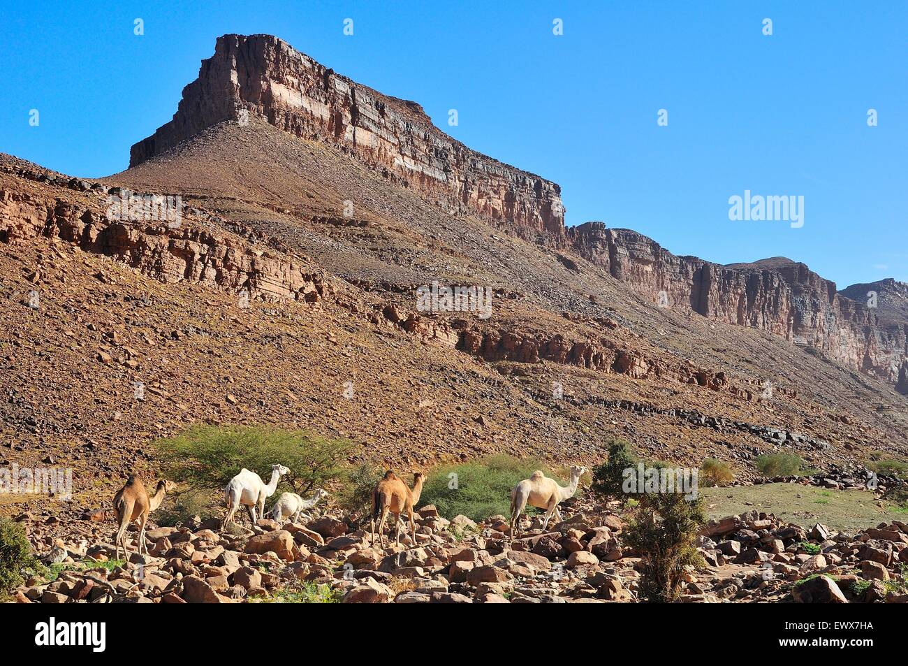 Adrar Mountains High Resolution Stock Photography and Images - Alamy