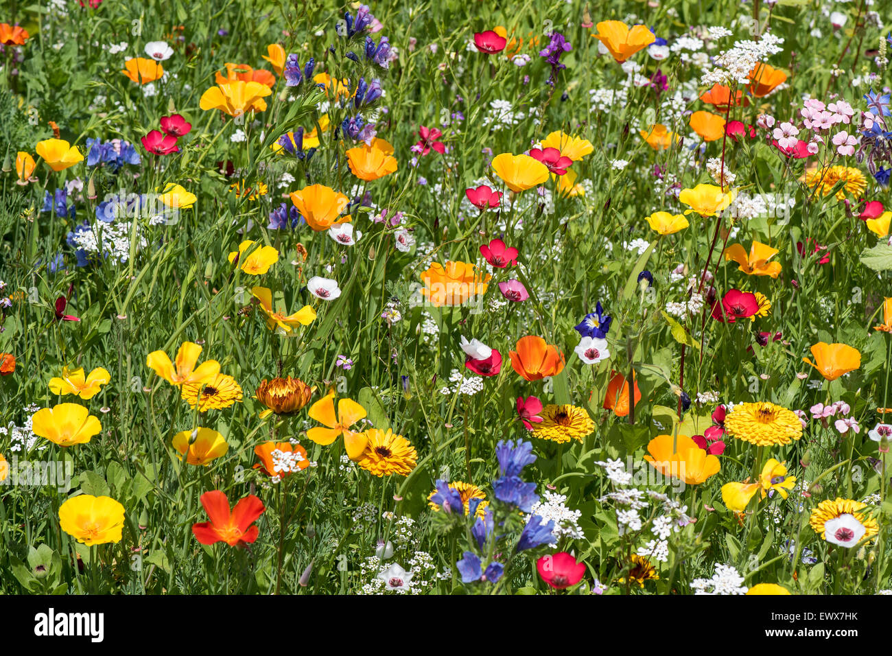 Colourful flower meadow, Baden-Württemberg, Germany Stock Photo - Alamy