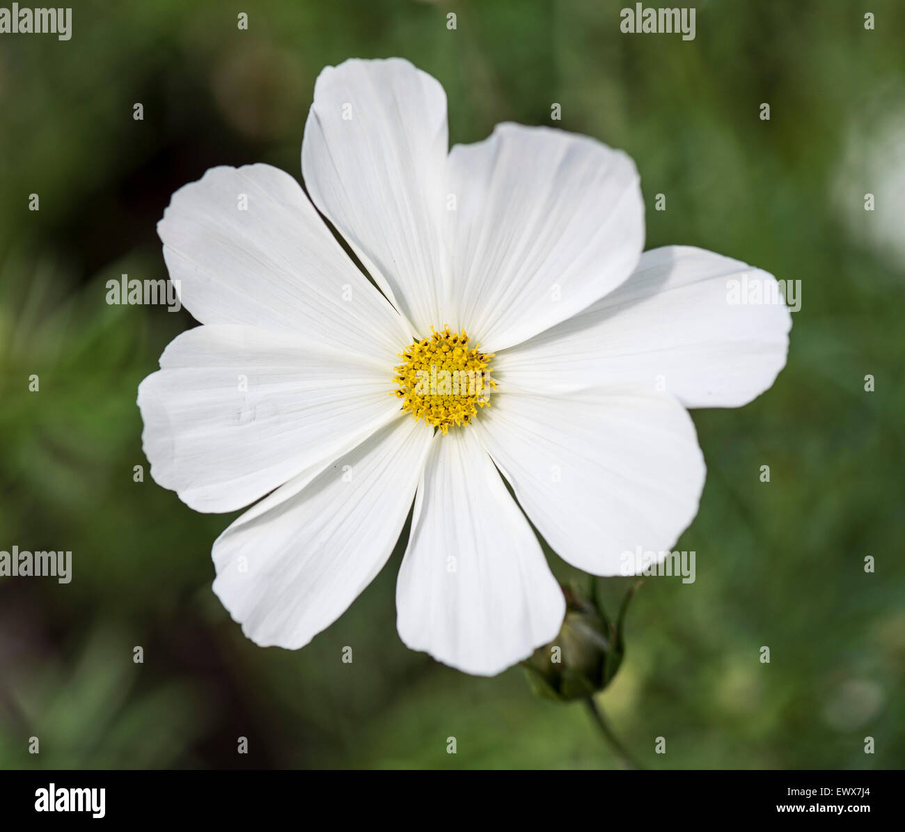 Mexican aster cosmos bipinnatus hi-res stock photography and images - Alamy