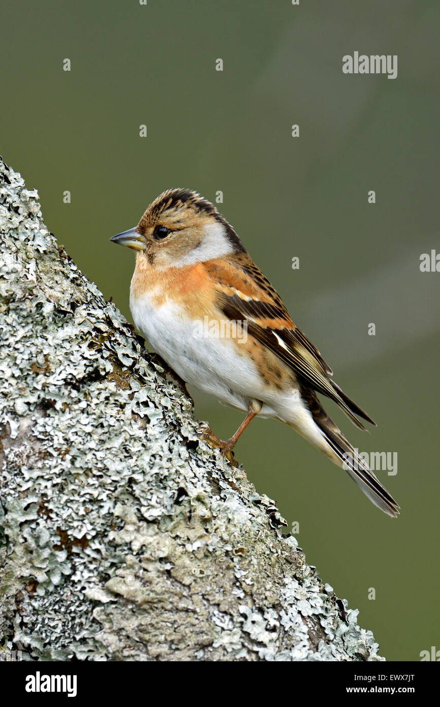 Female brambling hi-res stock photography and images - Alamy