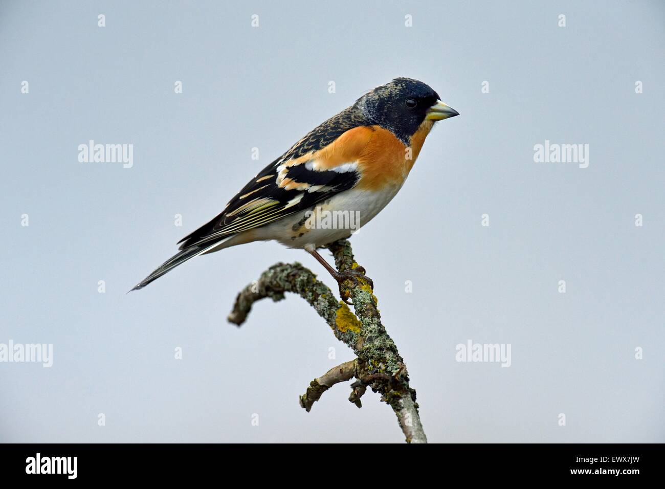 Male brambling hi-res stock photography and images - Alamy