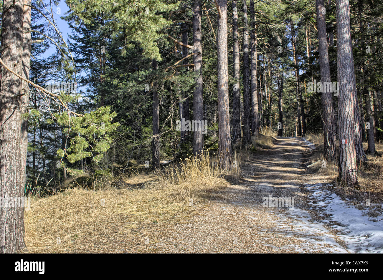 Brown footpath in a forest of green pines and firs on Dolomites snowy ...