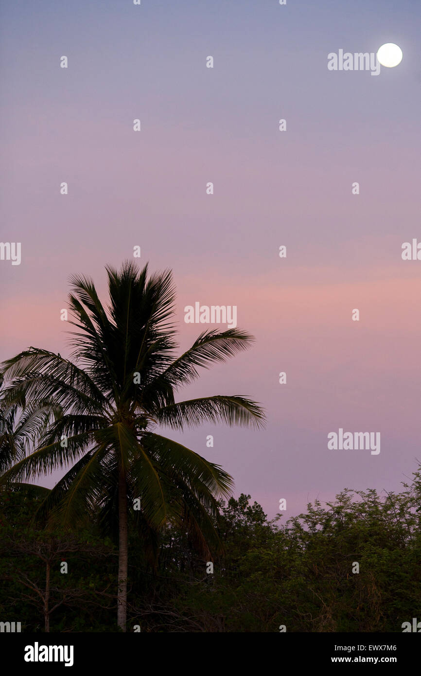 Full moon rising over the palm trees of Playa Tamarindo in Guanacaste ...