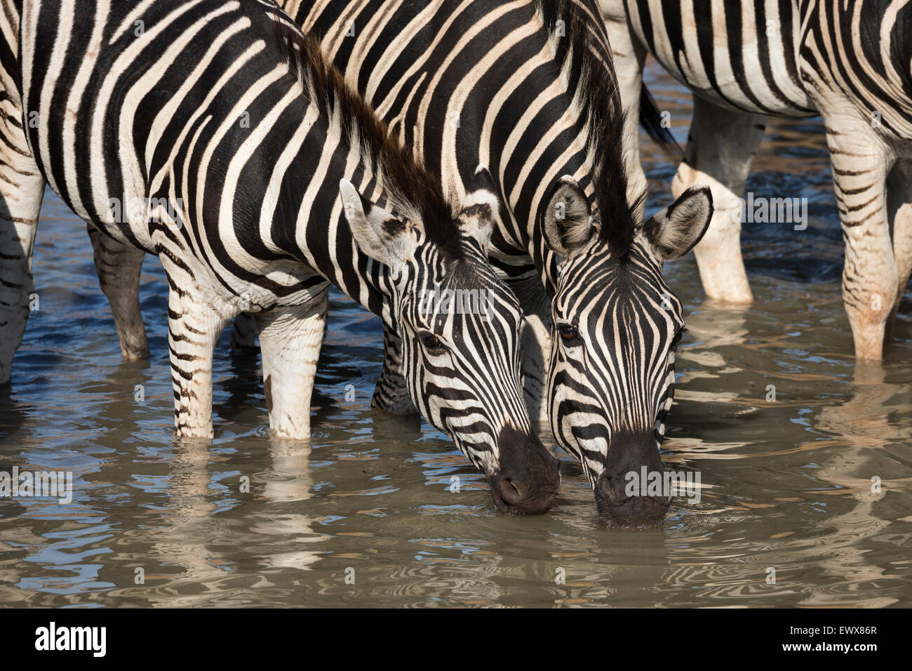 Kumasinga hide hi-res stock photography and images - Alamy