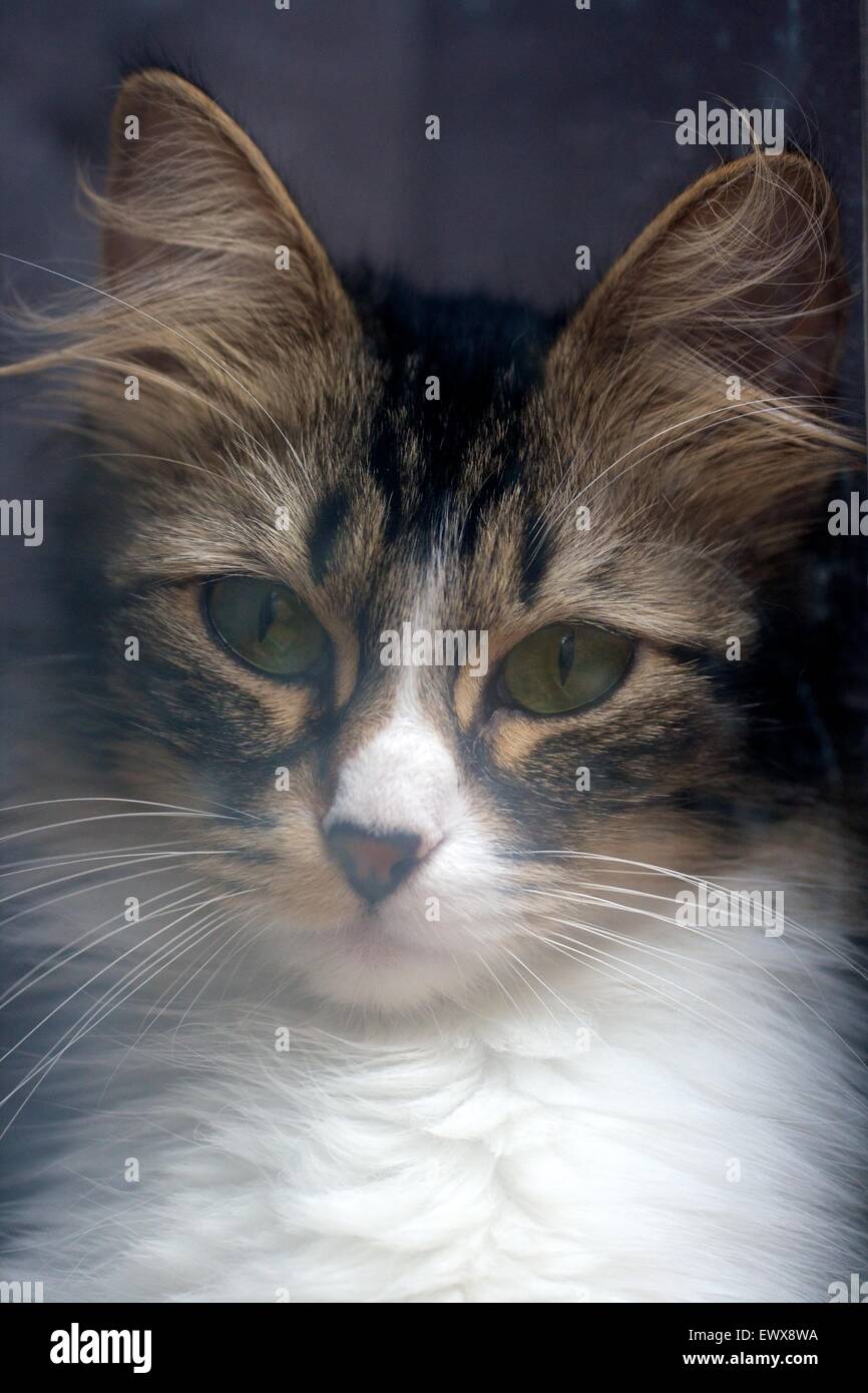 little cat behind the window Stock Photo - Alamy