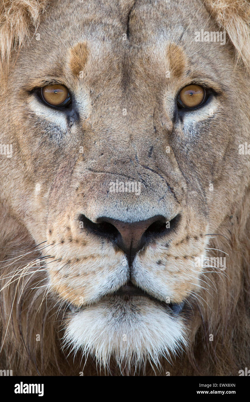 Zebra lion hi-res stock photography and images - Alamy