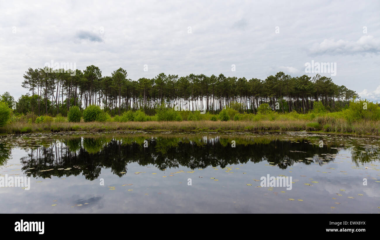 Landes forest france hi-res stock photography and images - Alamy