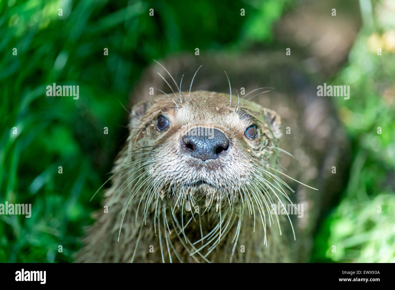 Otters are carnivorous mammals in the subfamily Lutrinae. The 13 extant ...