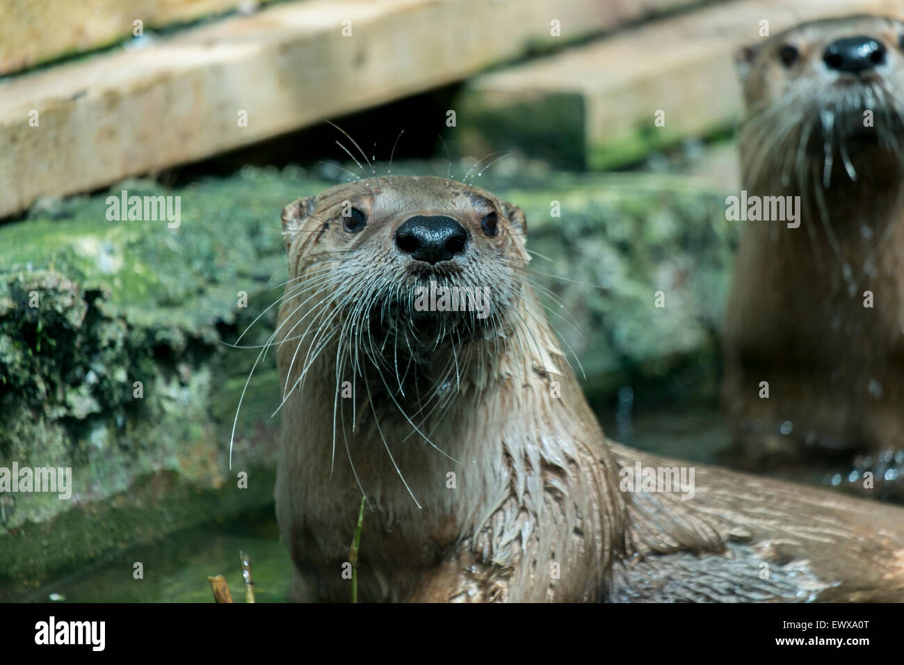 Otters are carnivorous mammals in the subfamily Lutrinae. The 13 extant ...